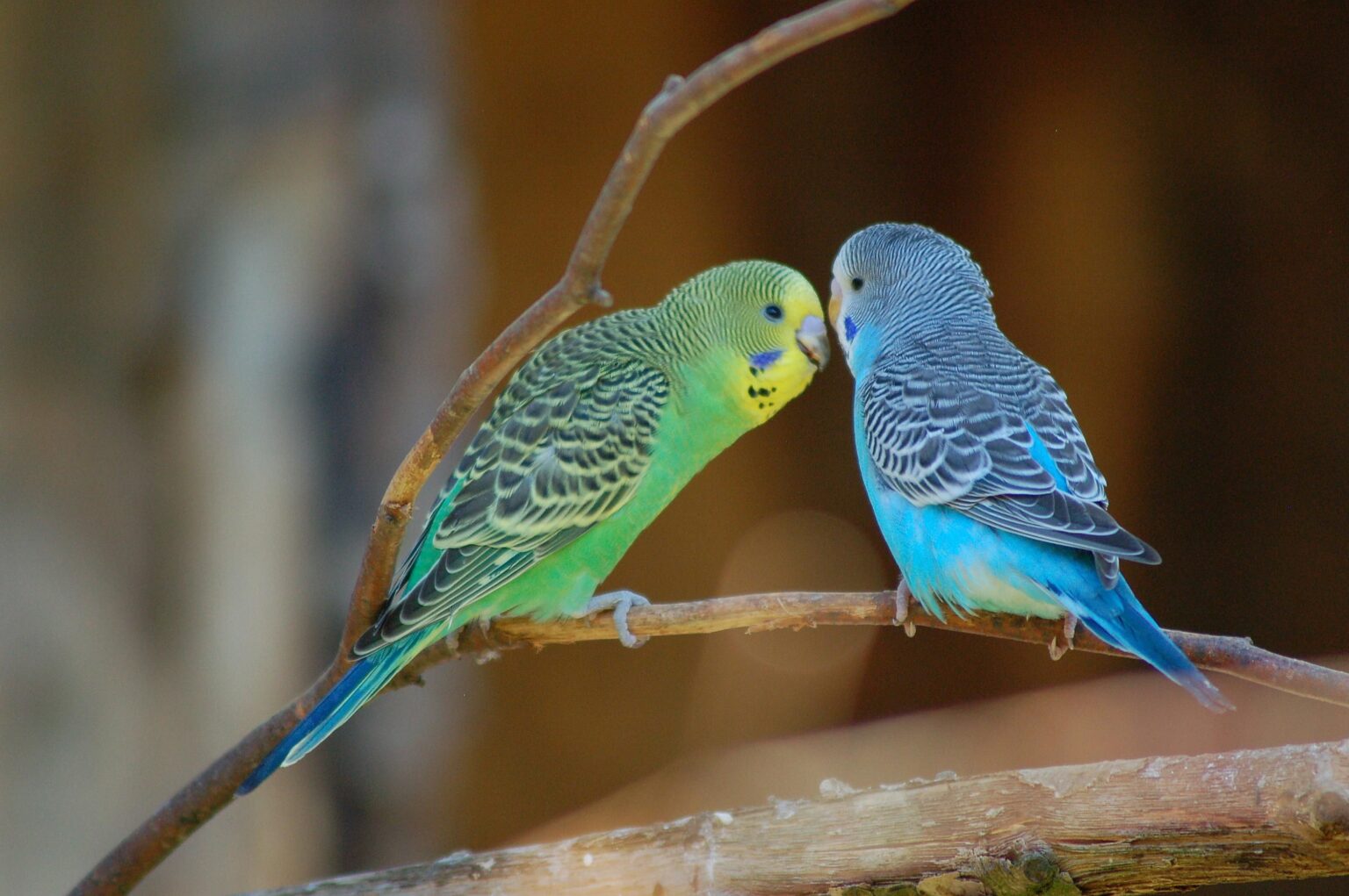 How To Tell The Age Of A Parakeet