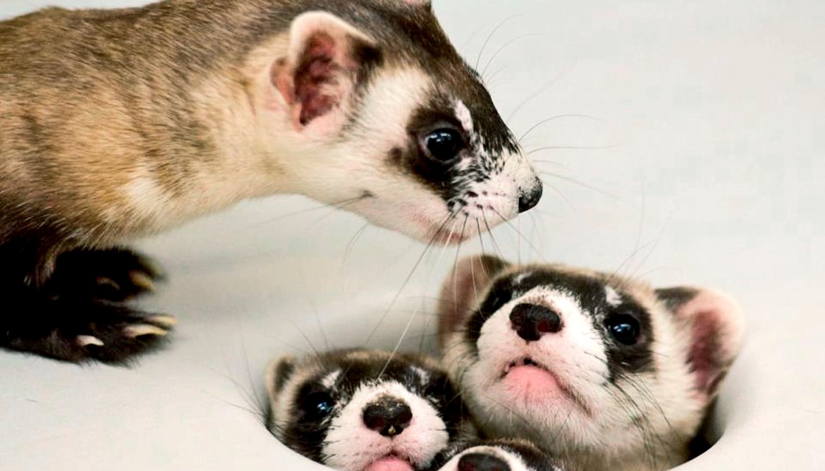 Are Ferrets Aggressive