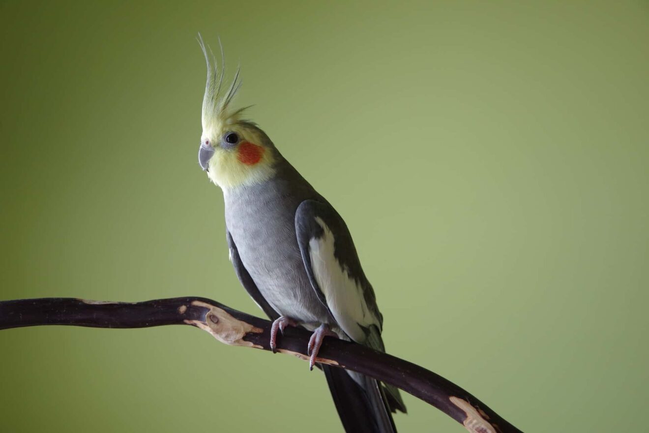 How Big Should A Cockatiel Cage Be