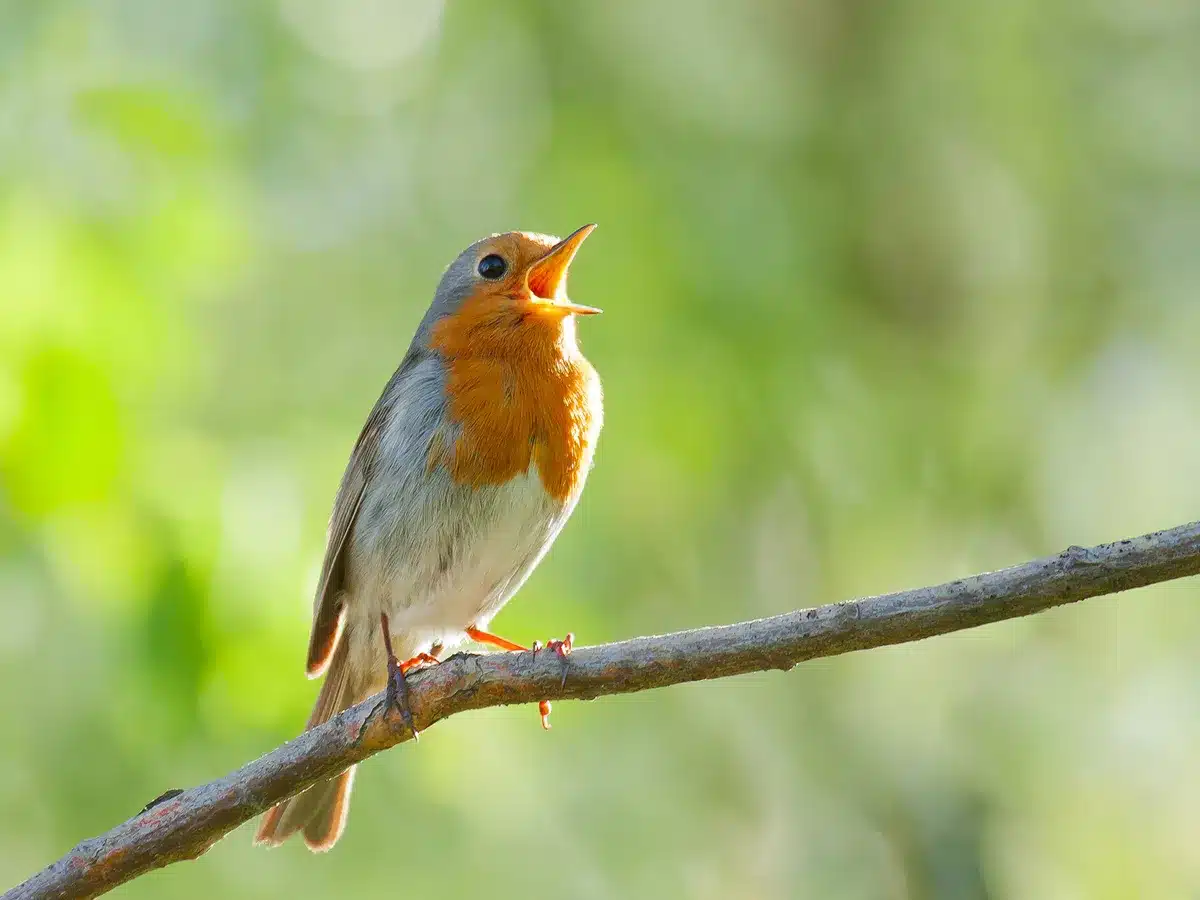 What Do Robins Ear