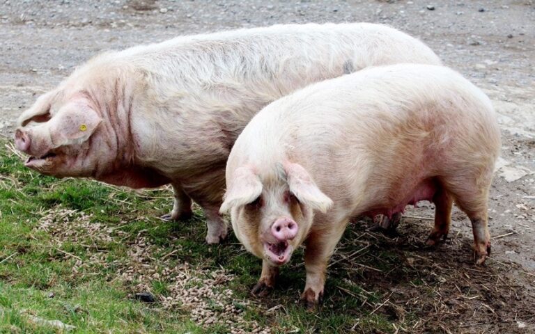 How Much Does A Pig Weigh