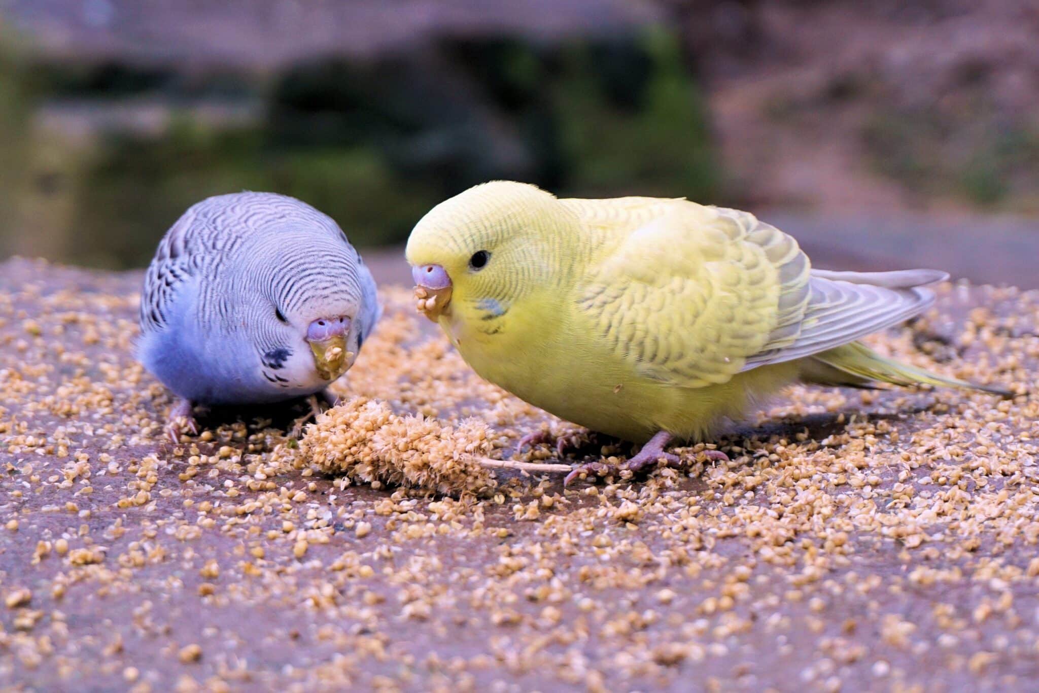 What To Feed Parakeets - Teeny Tiny Tails