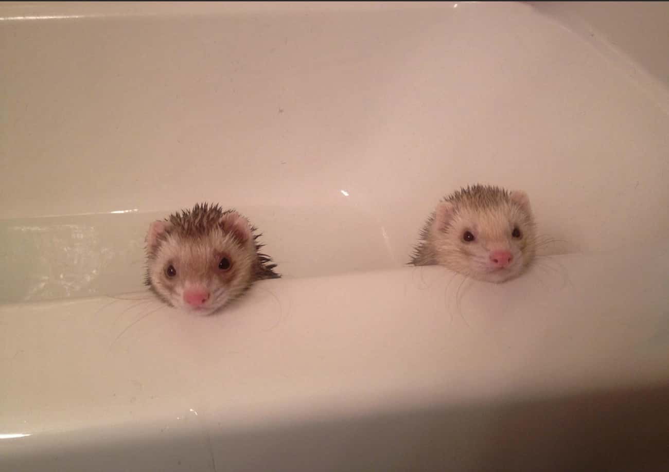 How To Bathe A Ferret