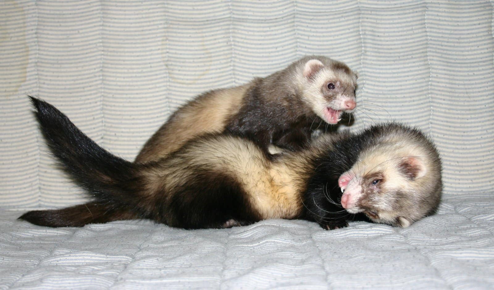 How Much Do Ferrets Weigh