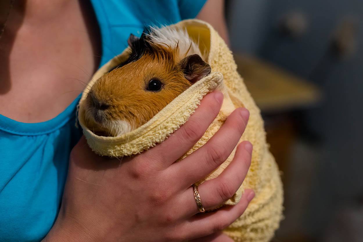 Can Guinea Pigs Get Colds