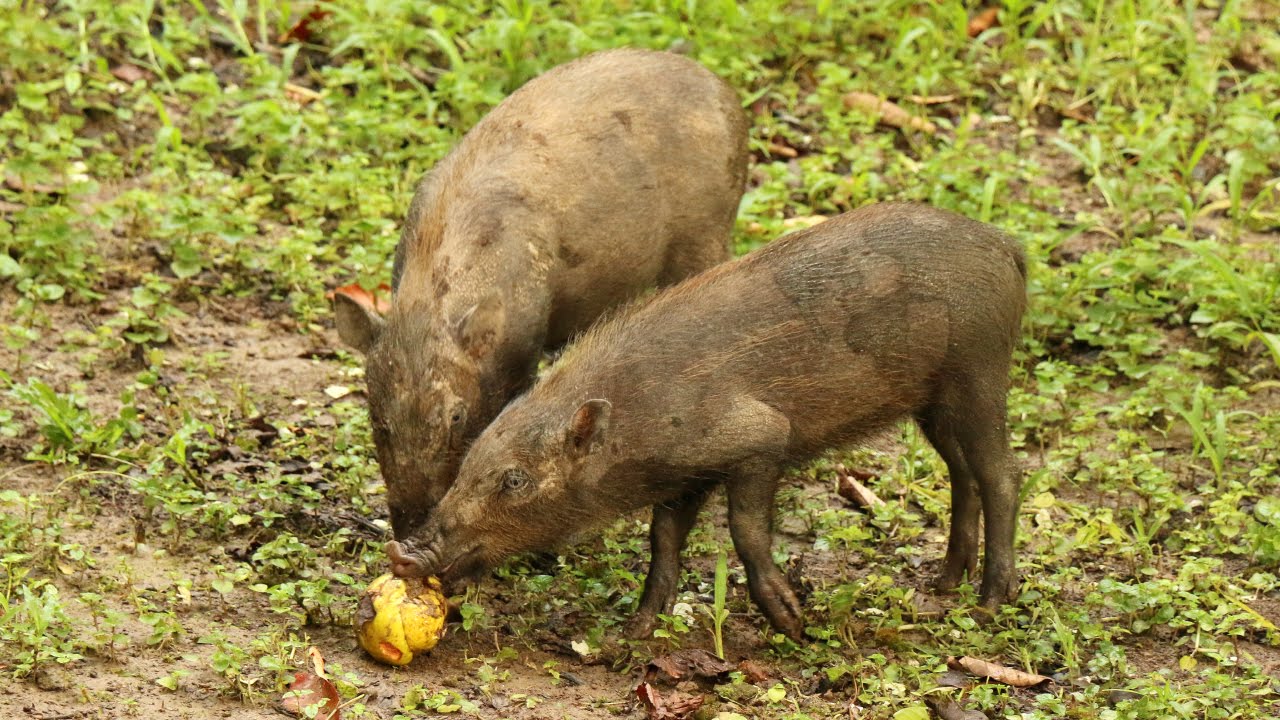 What Do Wild Pigs Eat