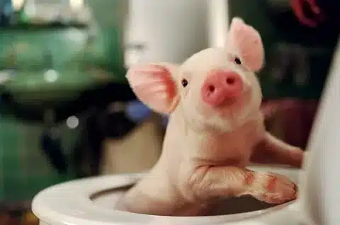 How Big Does A Mini Pig Get - Teeny Tiny Tails