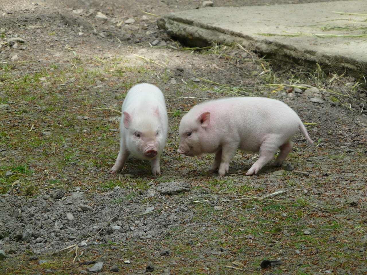 How Many Toes Do Pigs Have