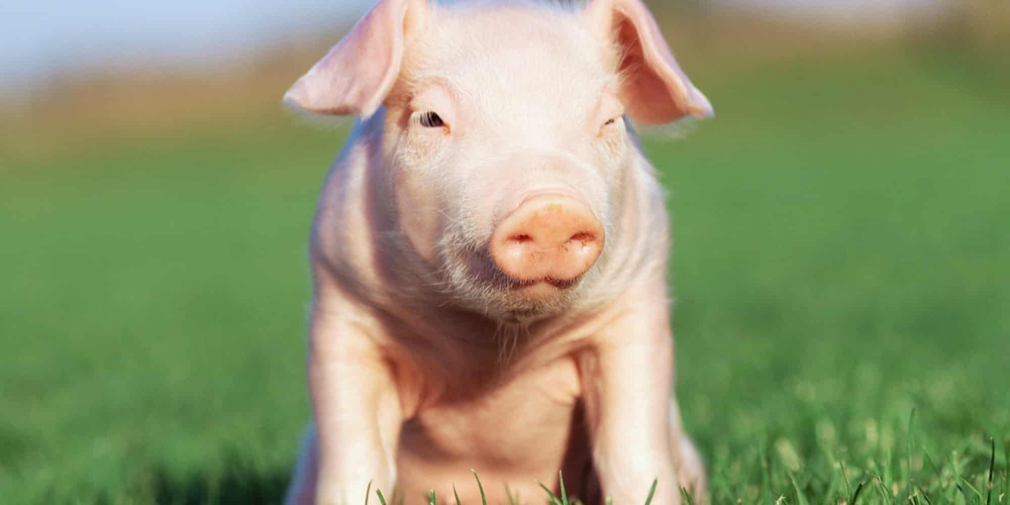 Does Ham Come From A Pig