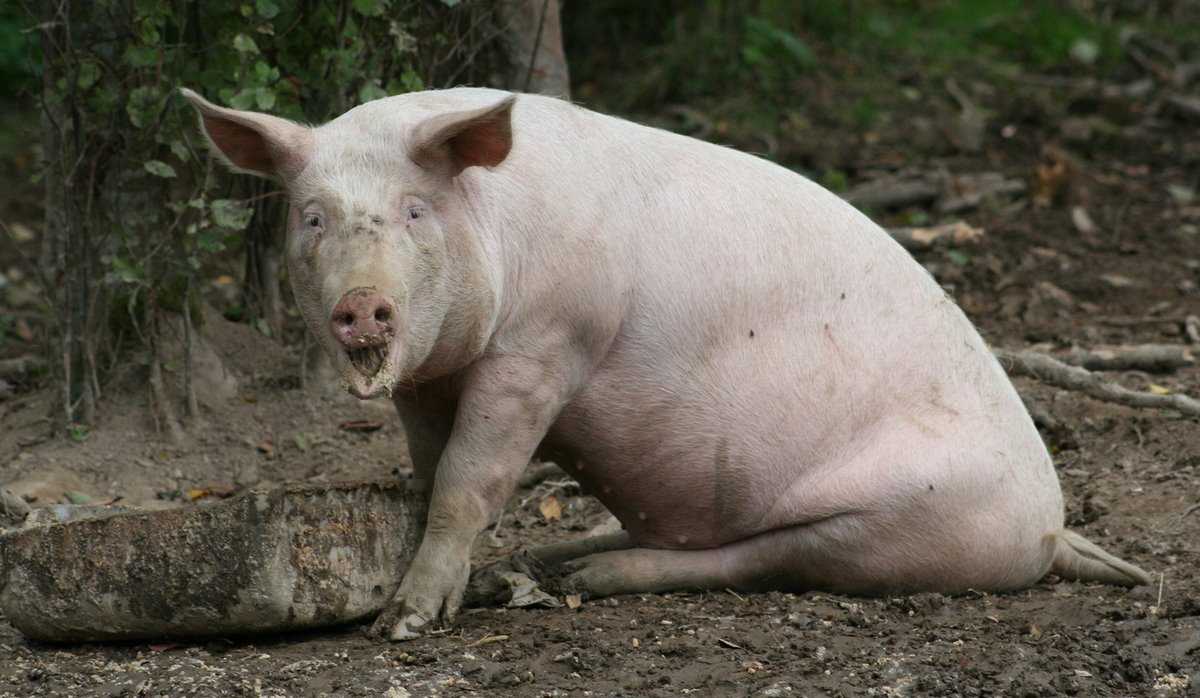 What Is A Pigs Life Span