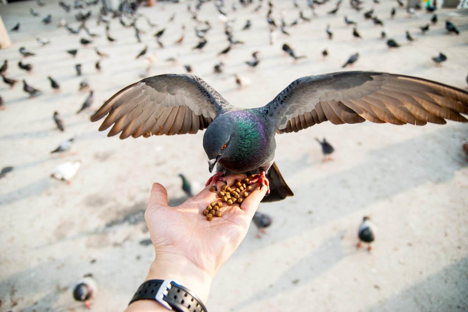 What To Feed To Pigeons