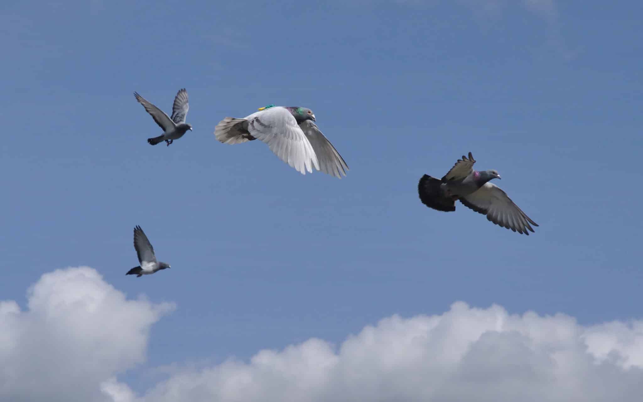 How Far Can Homing Pigeons Fly