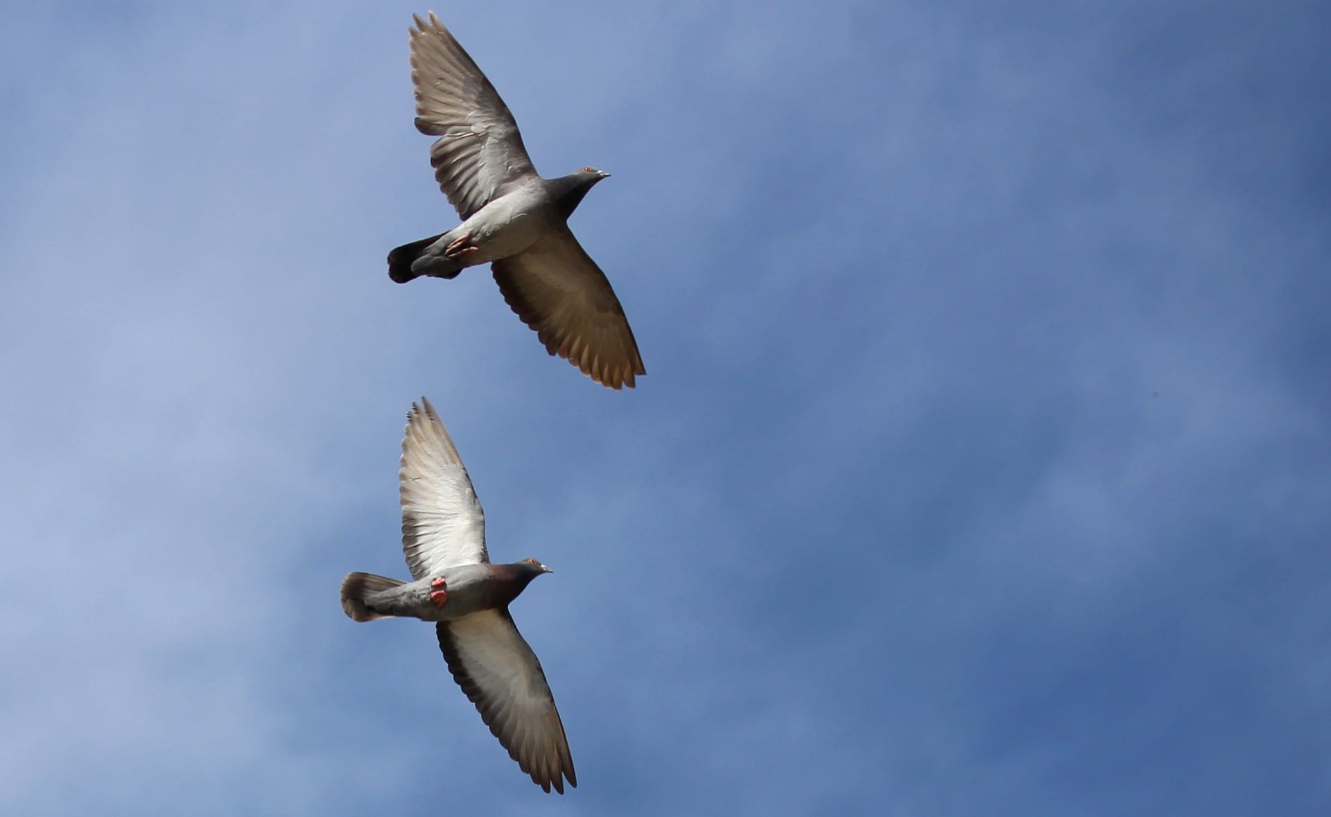 How Fast Do Pigeons Fly