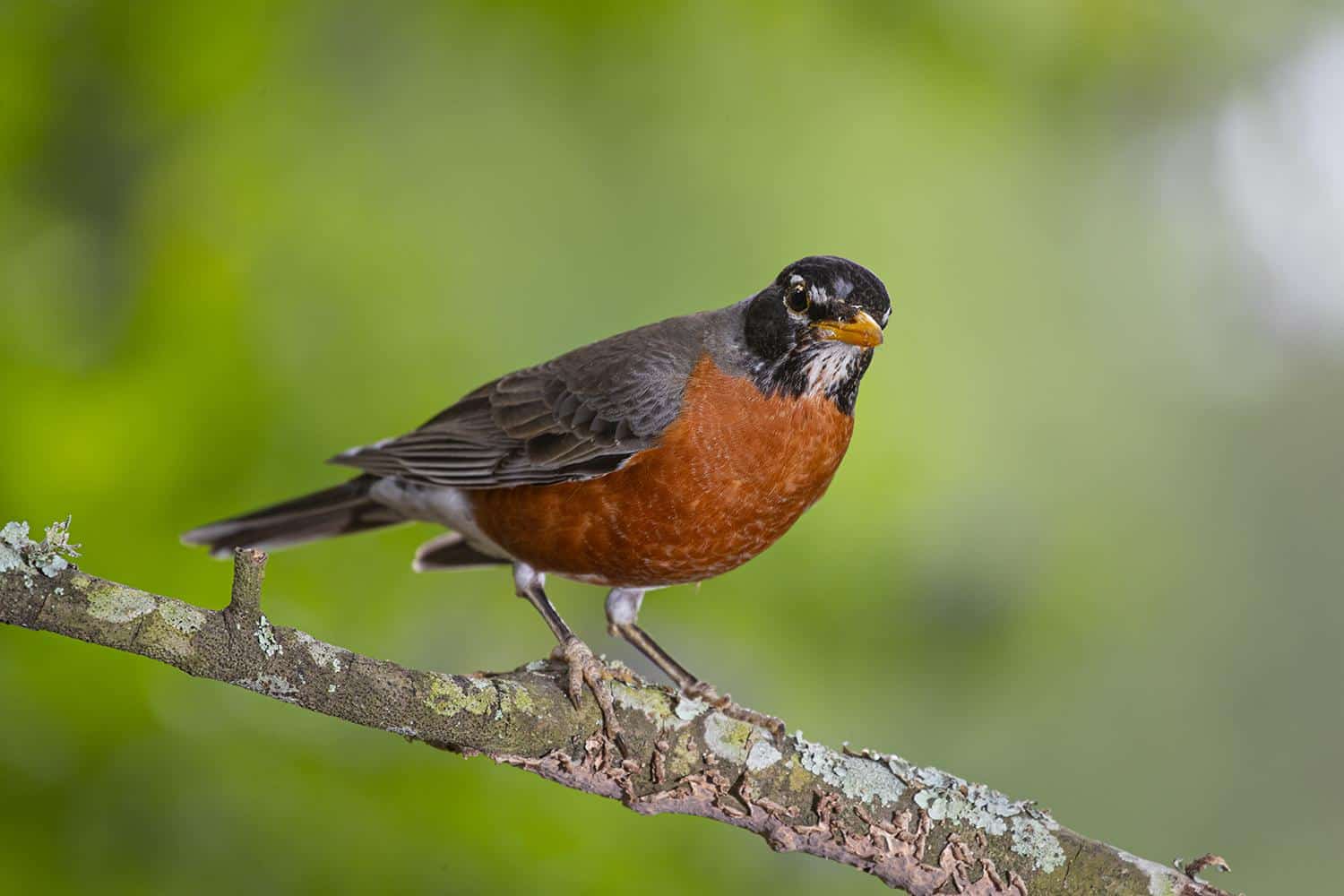 Where Do Robins Sleep At Night