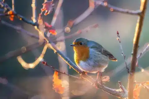 Do Robins Fly South For The Winter - Teeny Tiny Tails