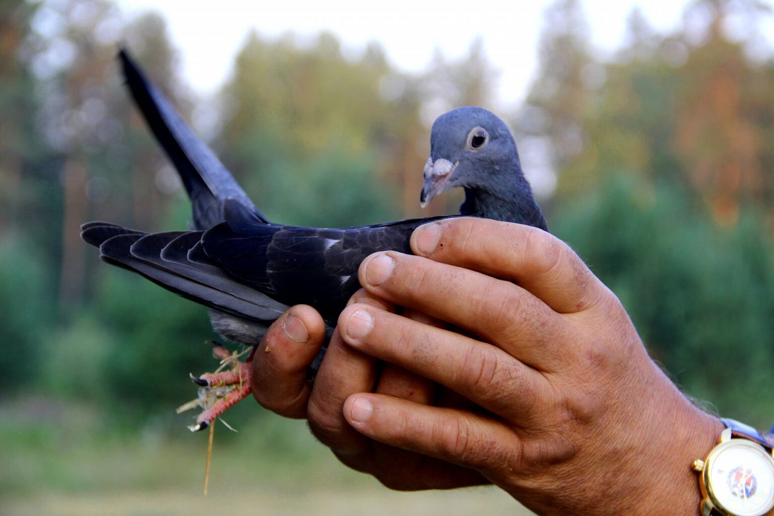 How Do Carrier Pigeons Know Where To Go
