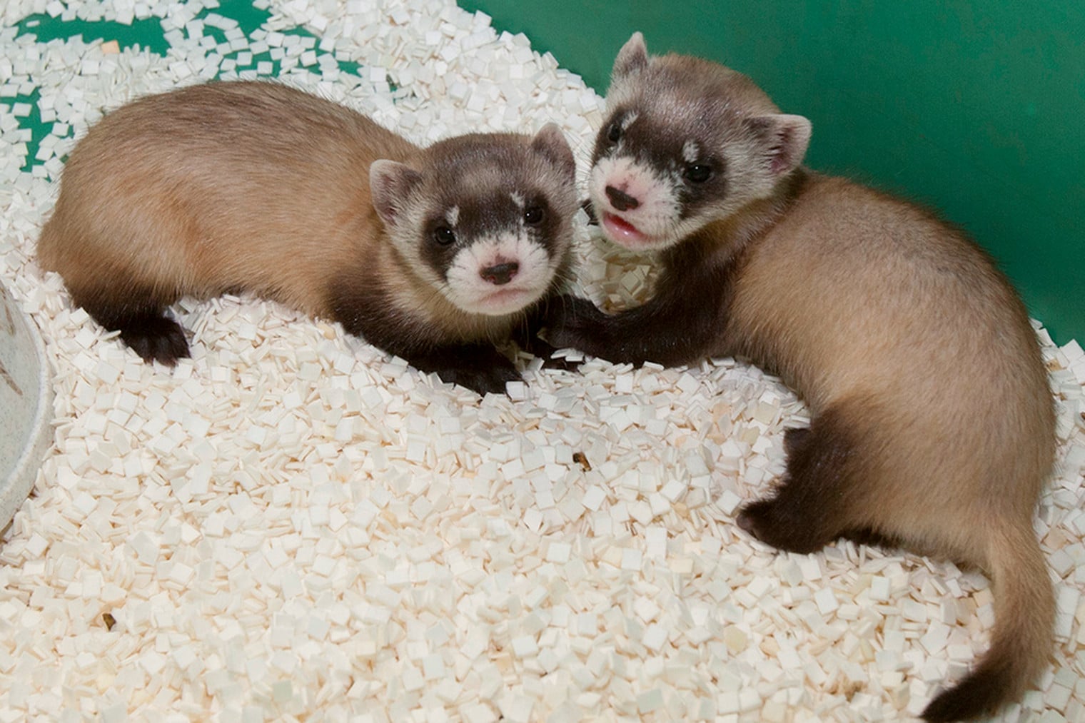 Do Ferrets Have To Be In Pairs