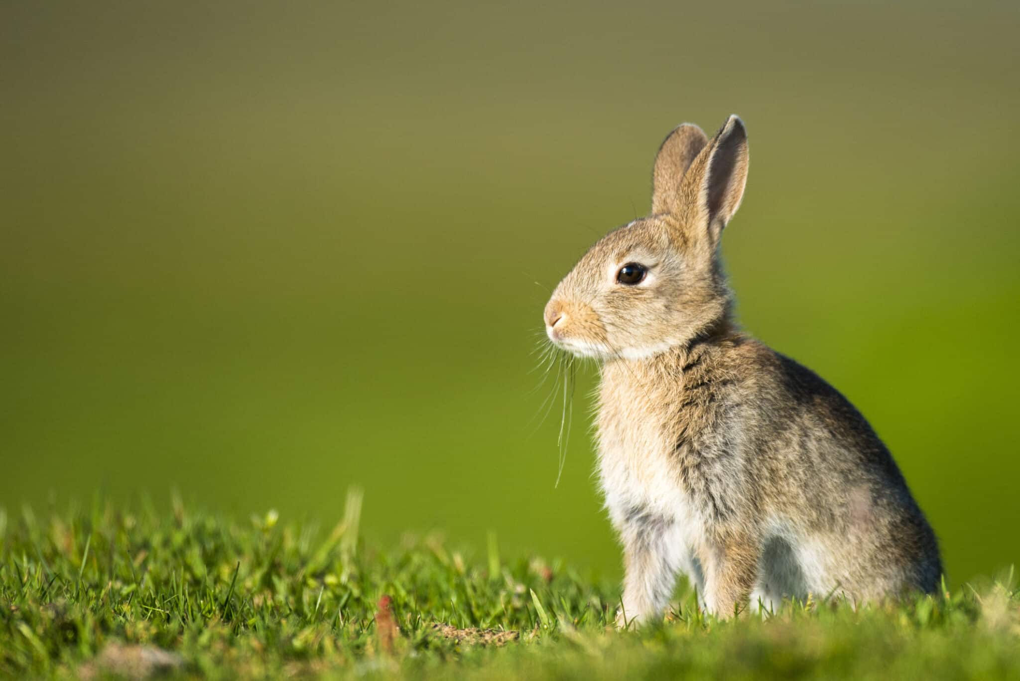 How To Make A Rabbit Snare