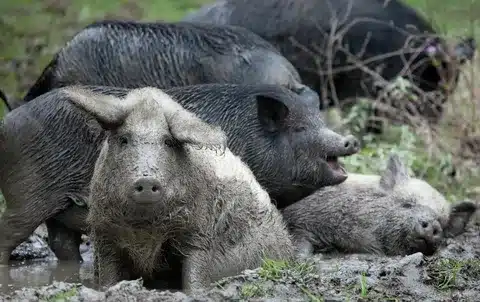 Are Wild Pigs Dangerous - Teeny Tiny Tails