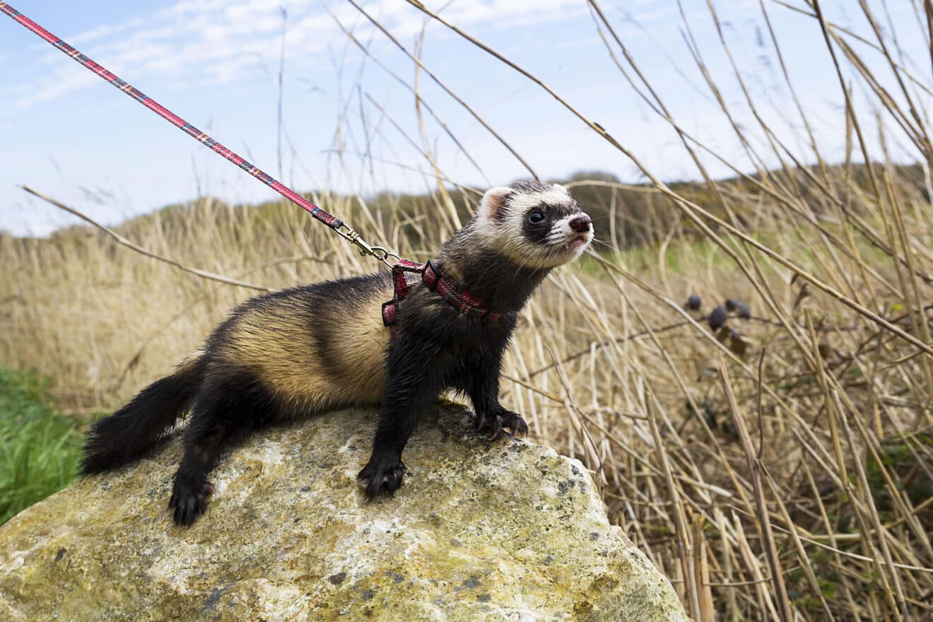 How To Train A Ferret