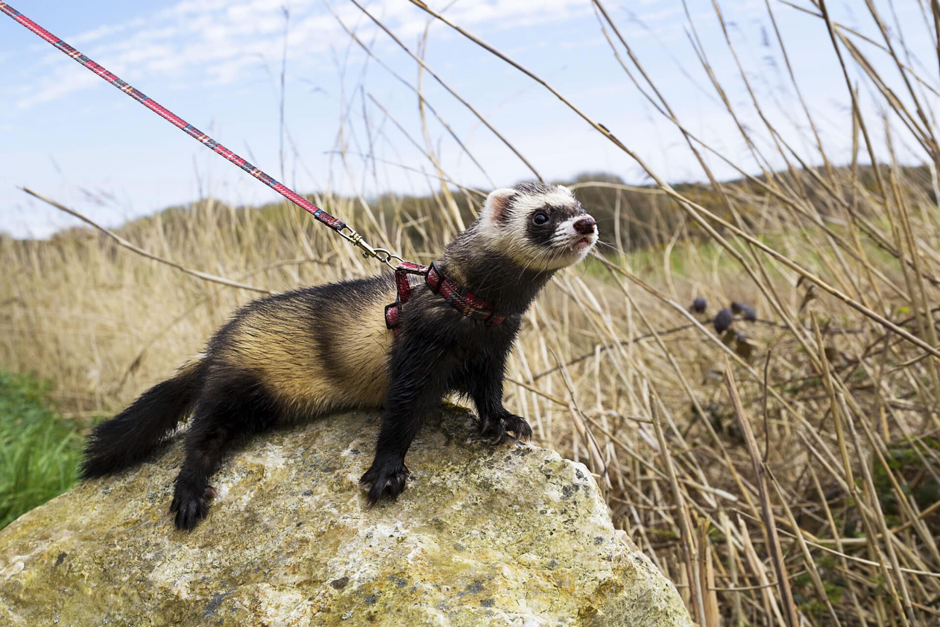 How To Train A Ferret