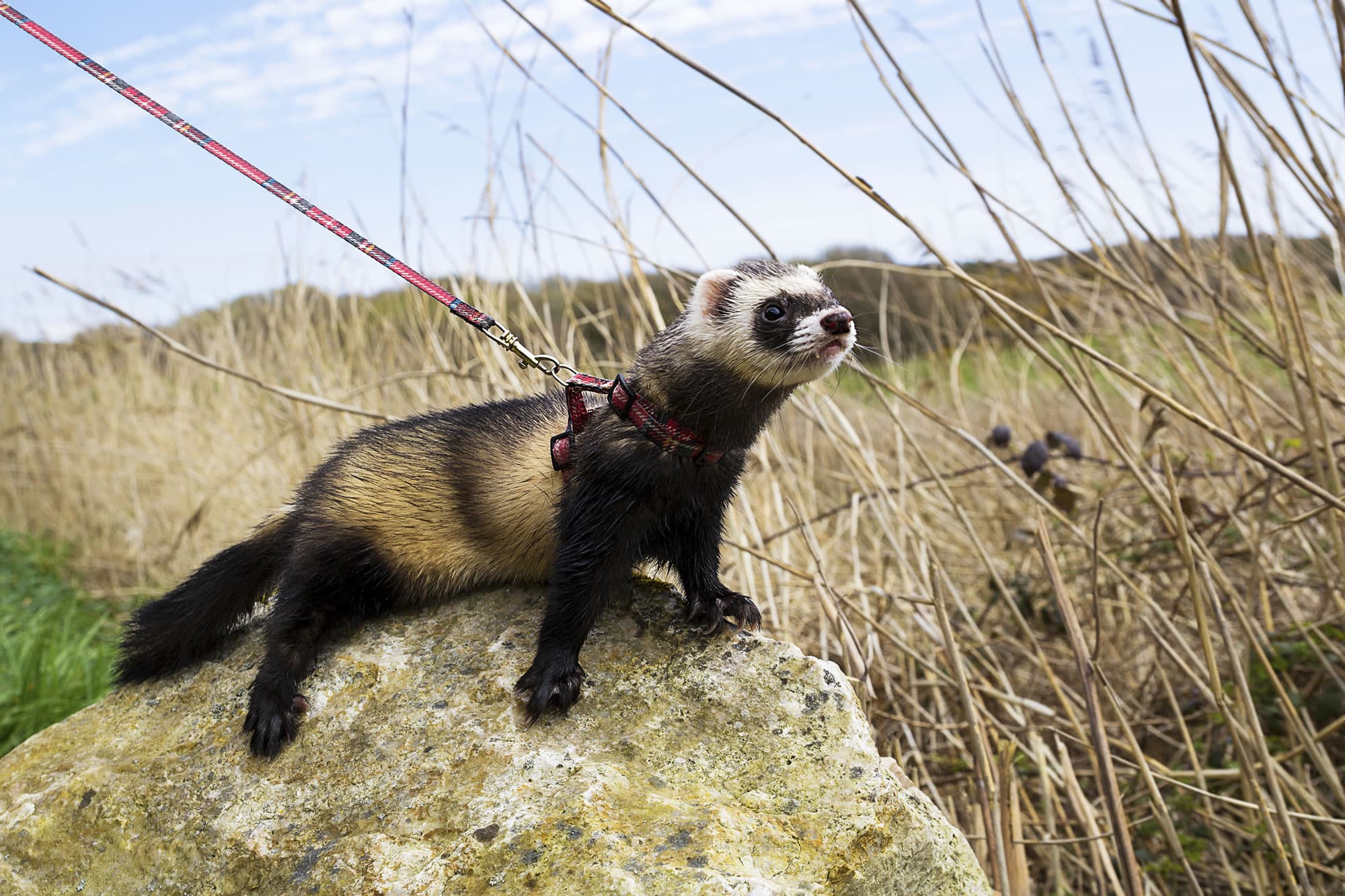 How To Train A Ferret