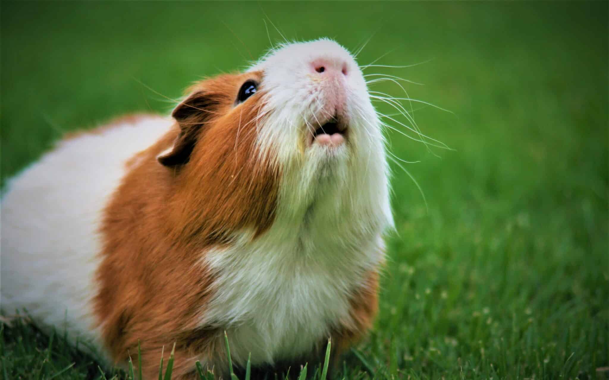 Do Guinea Pigs Sneeze