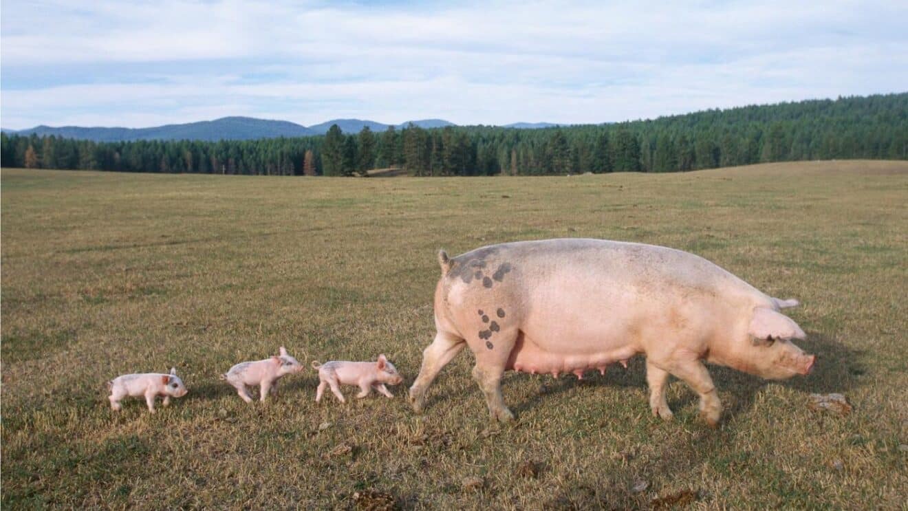 What Are Female Pigs Called