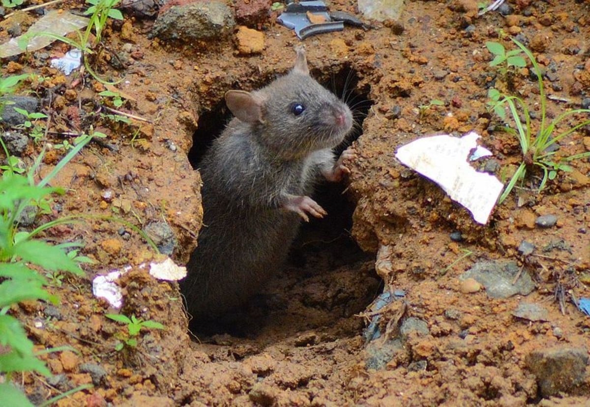 What Does A Rat Hole Look Like