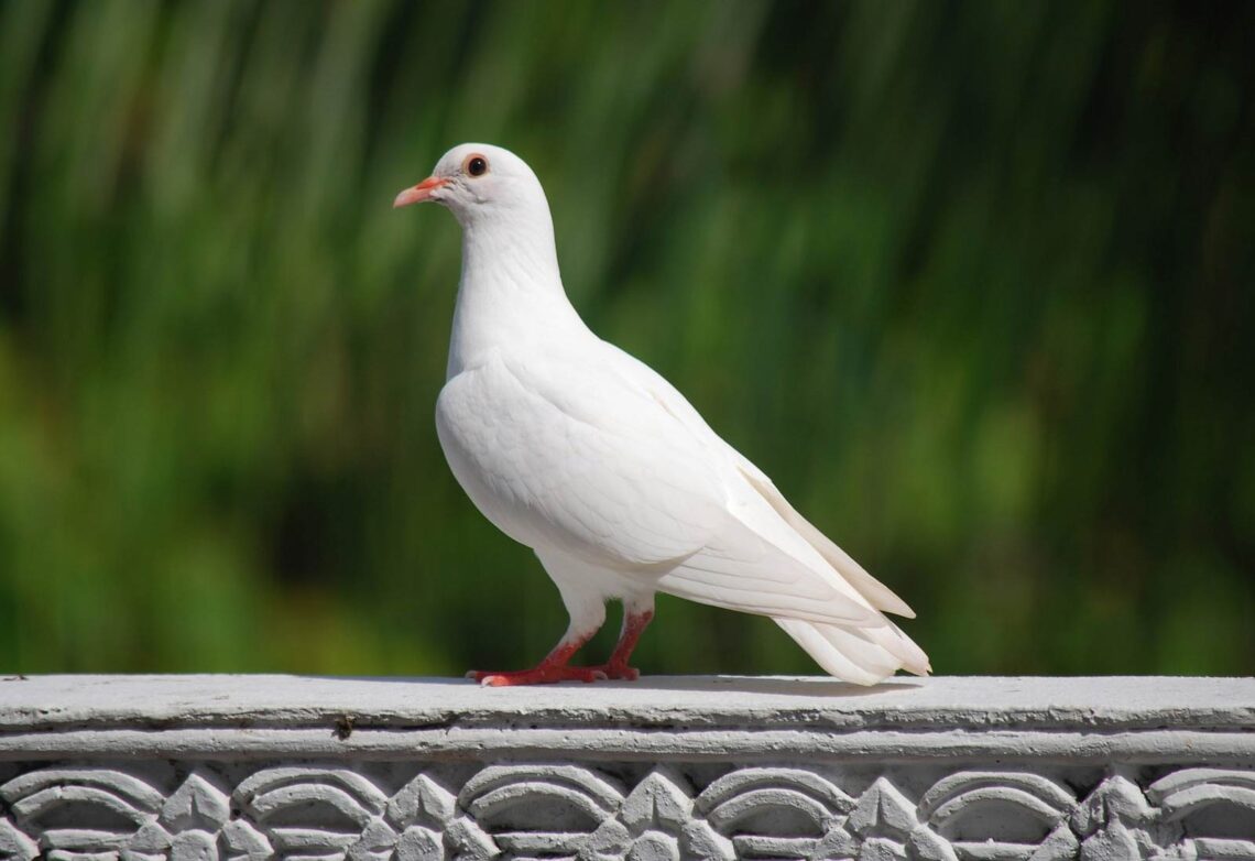 Are White Pigeons Rare