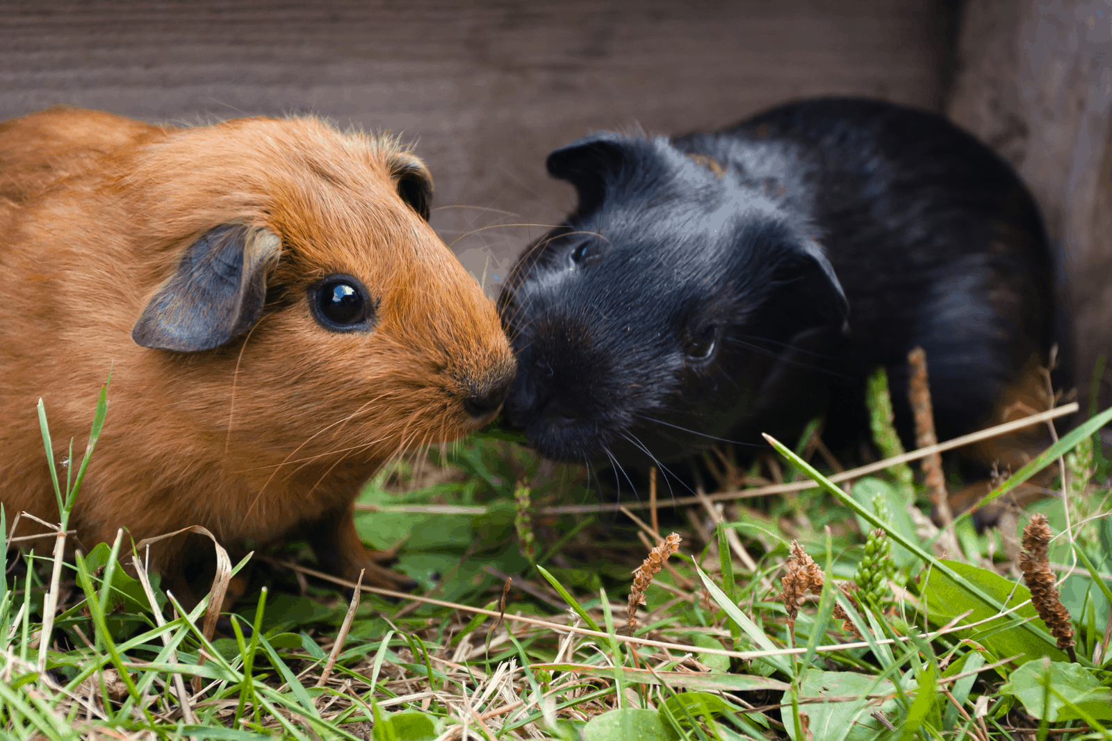How To Bond Guinea Pigs