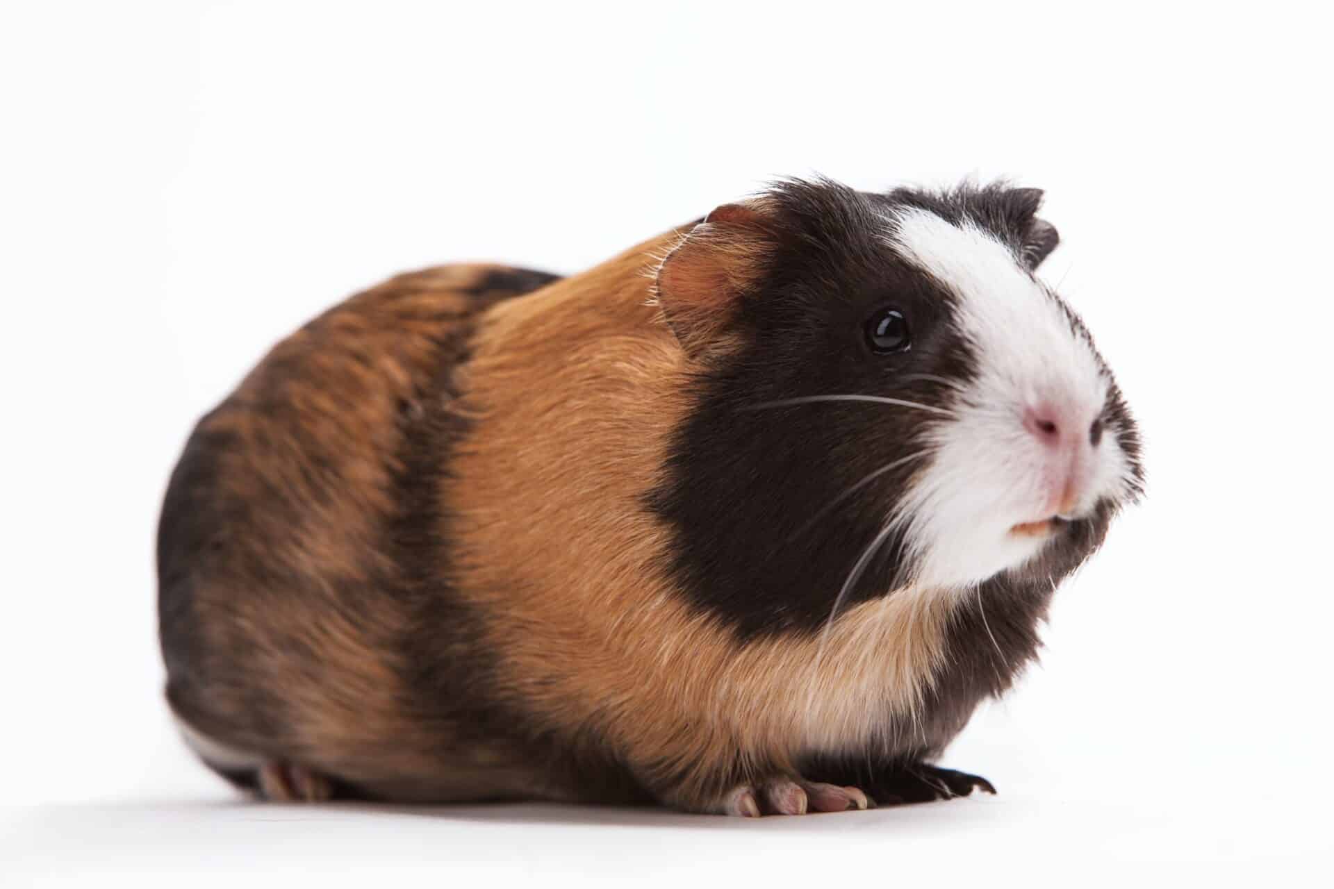 Do Guinea Pigs Make Good Pets