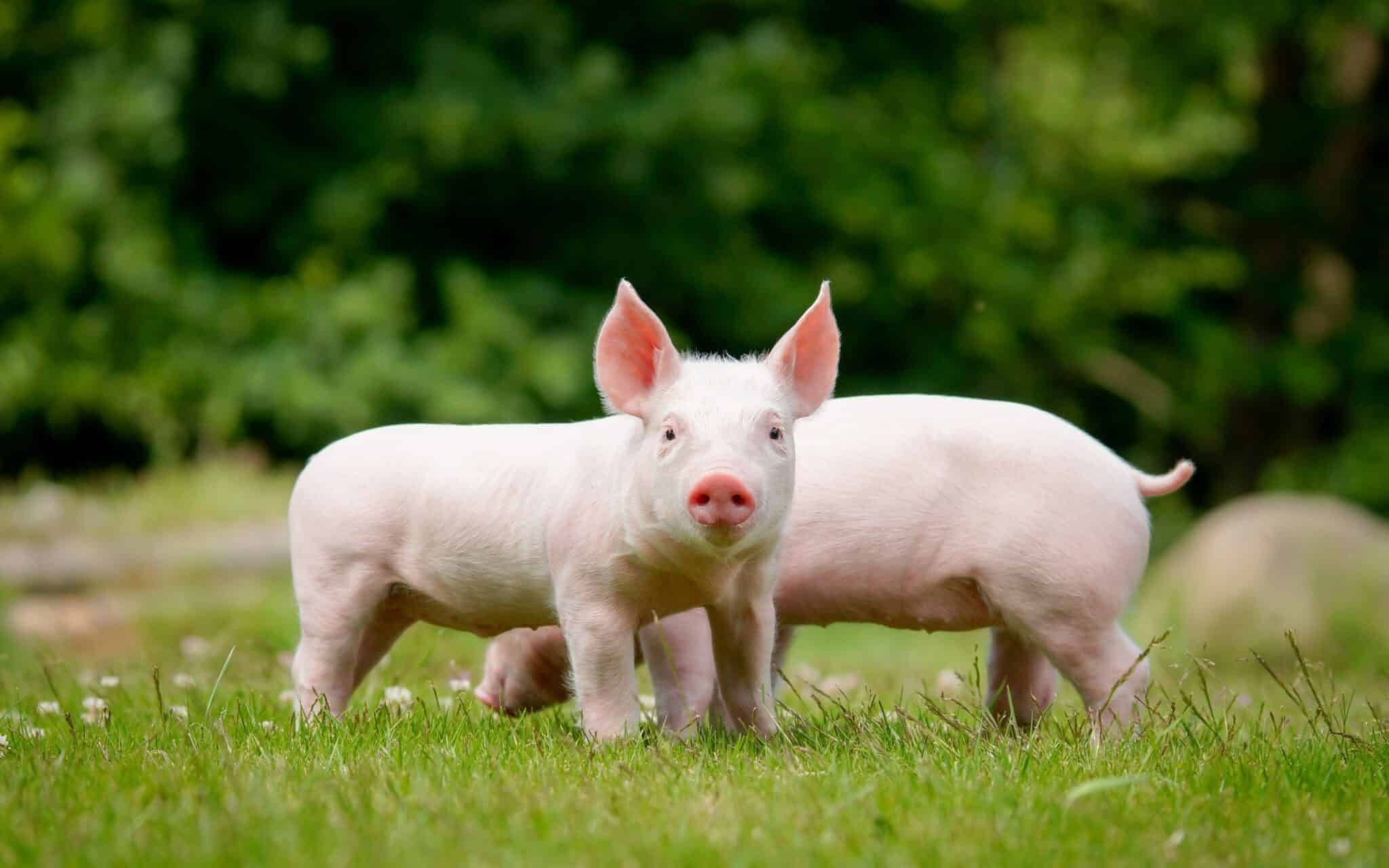 How Do Pigs Keep Their Feet Clean