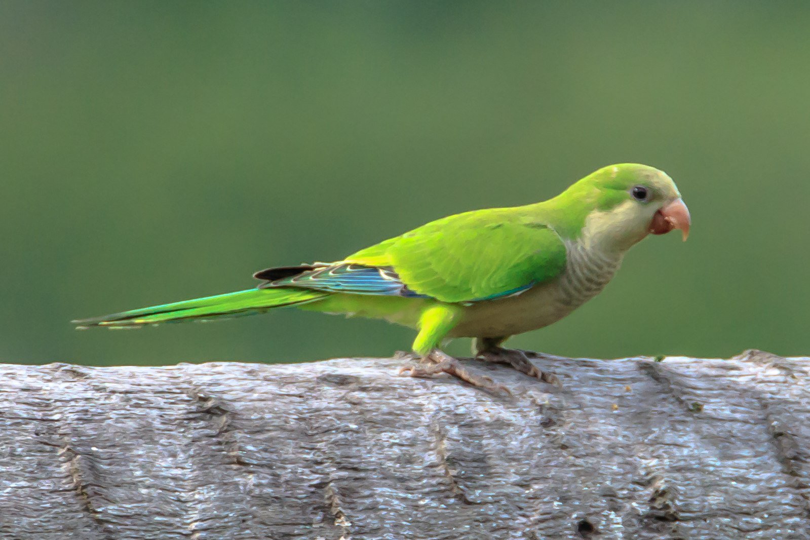 Do Parakeets Migrate