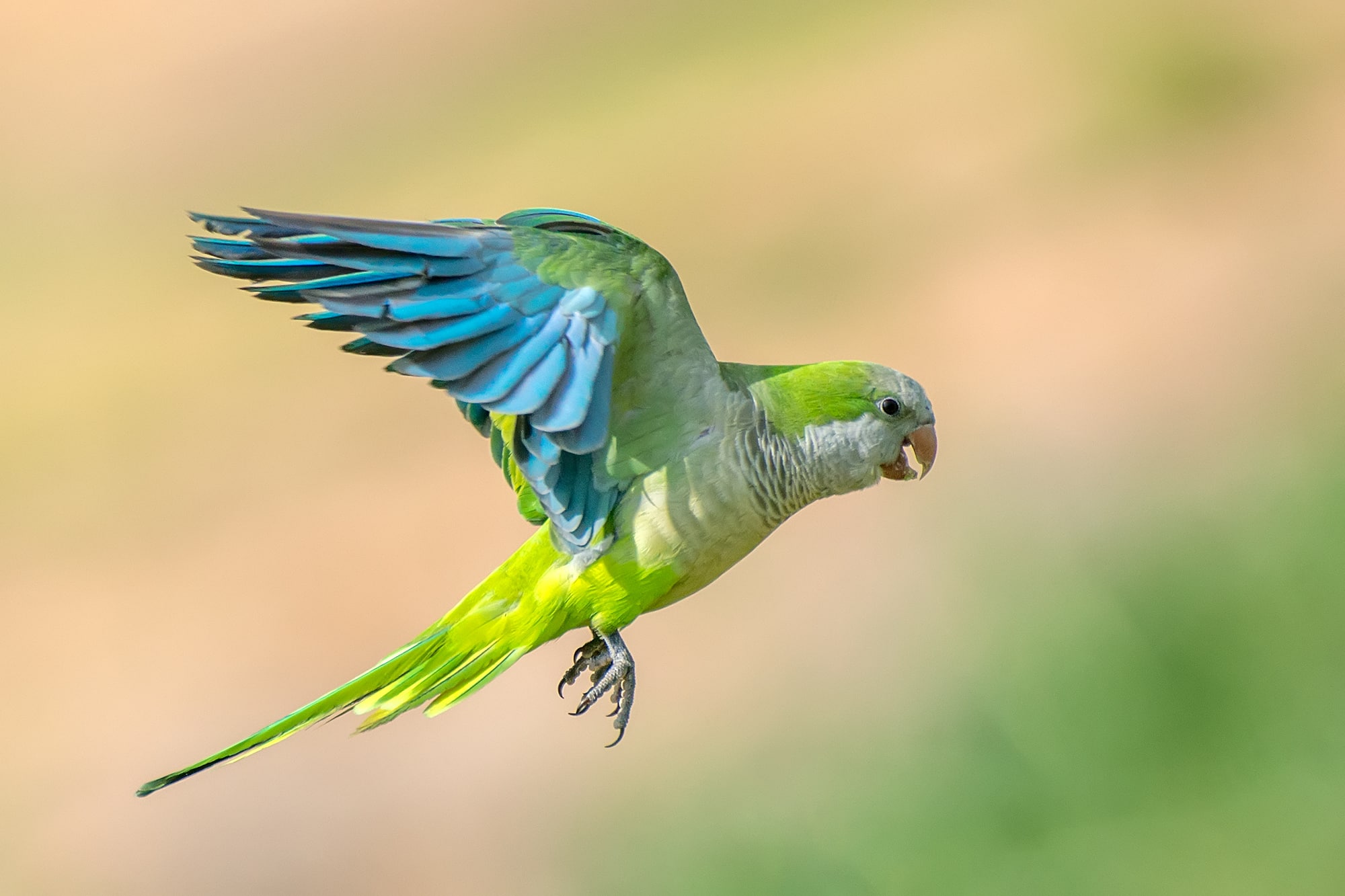 Do Parakeets Migrate