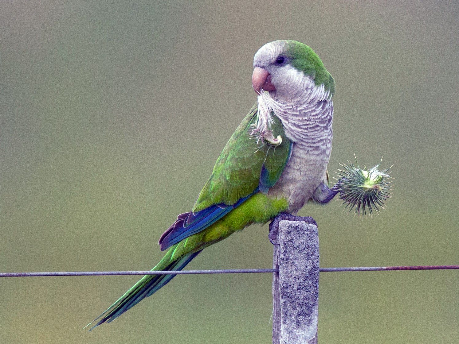 Do Parakeets Shed Feathers