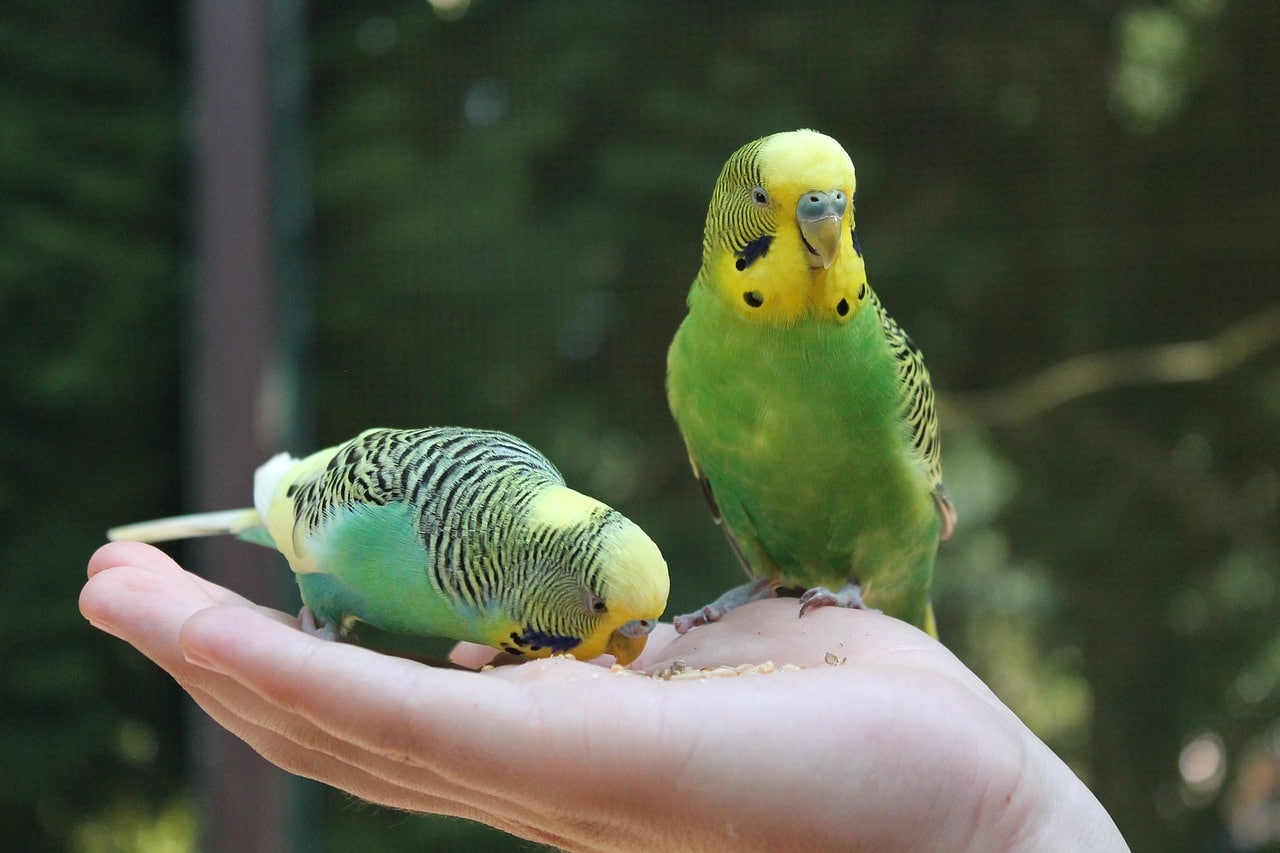 How To Care For A Parakeet