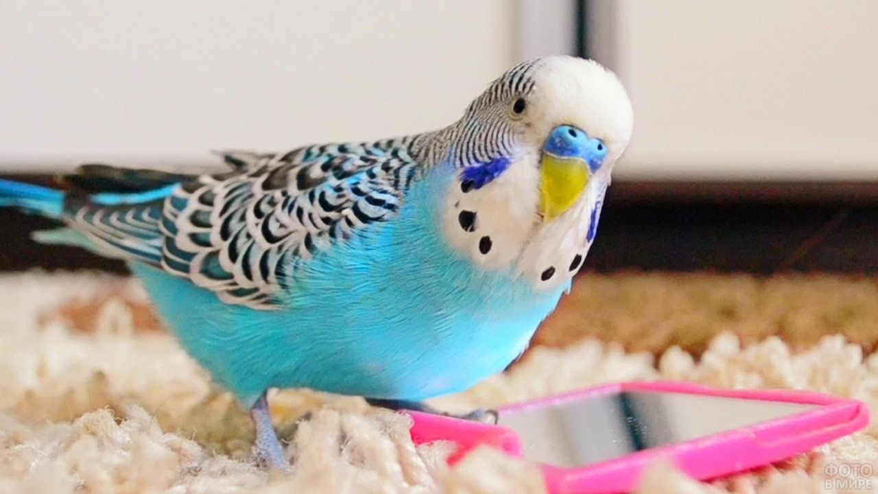 How To Keep A Parakeet Warm