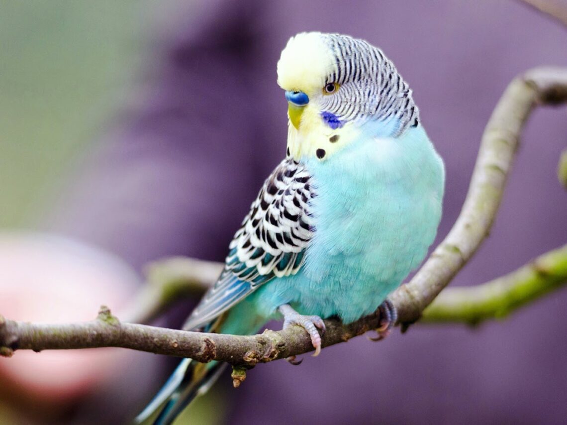 How To Keep A Parakeet Warm