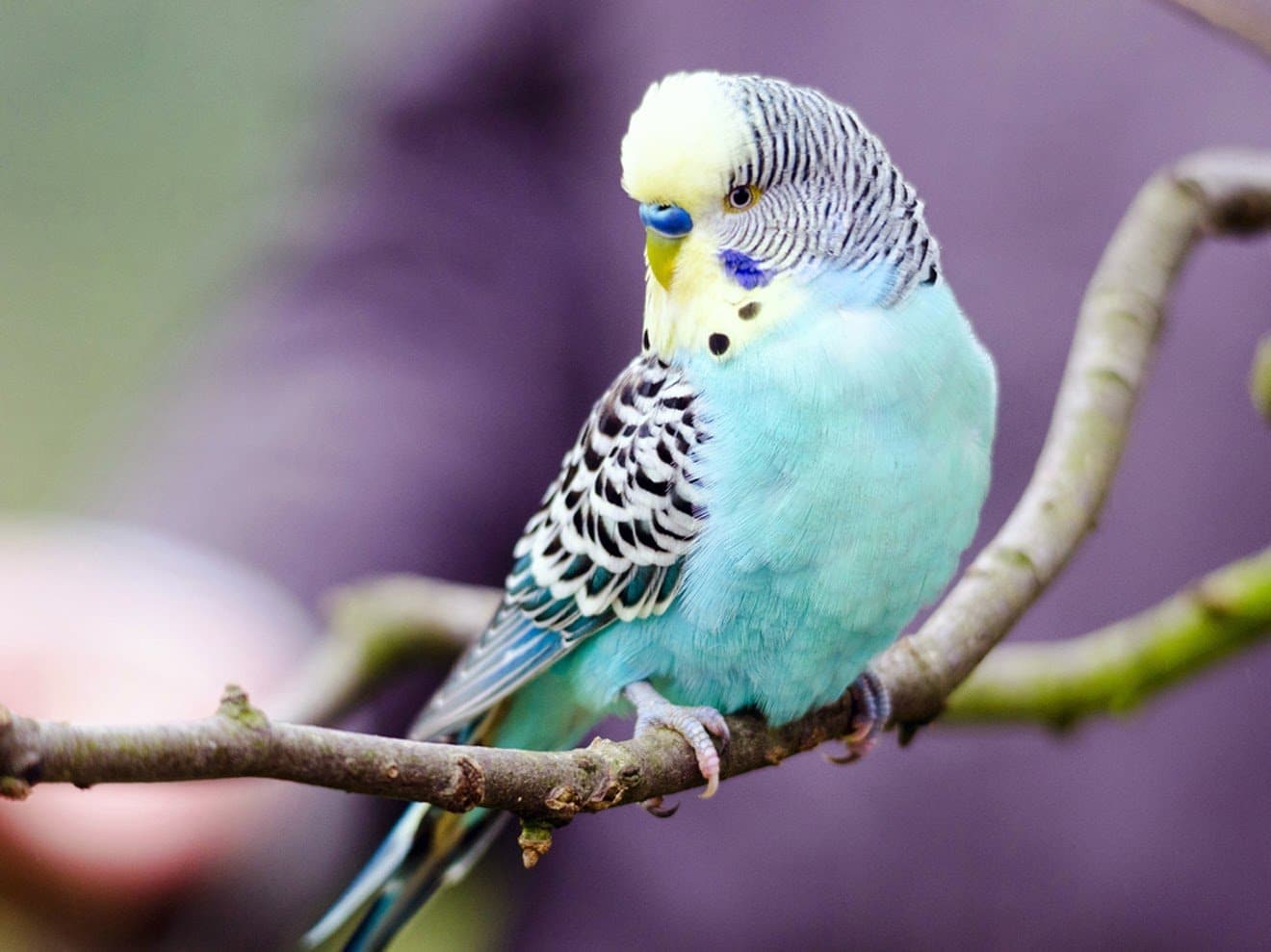 How To Keep A Parakeet Warm