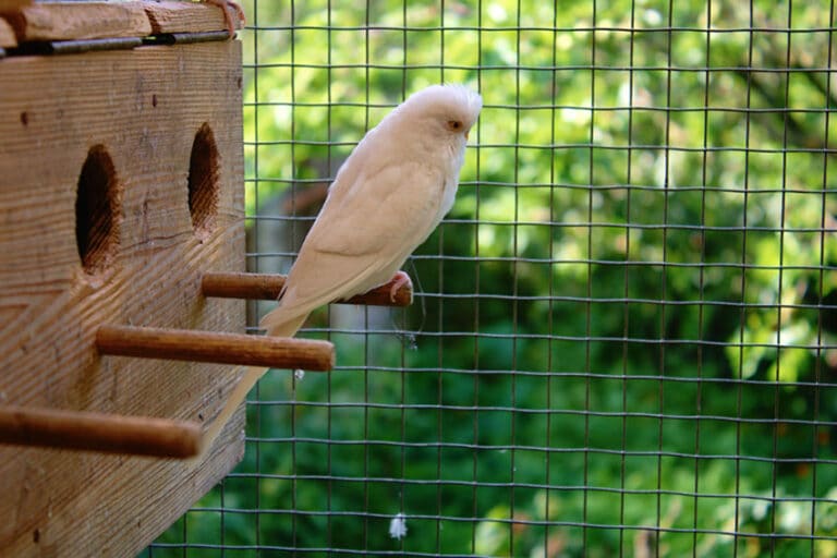 How To Make A Nest Box For Parakeets