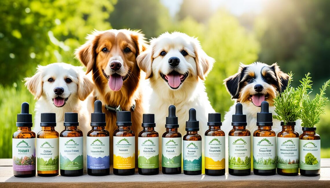 Dive Deeper into Holistic Wellness: Tips and Tricks for Pet Owners!