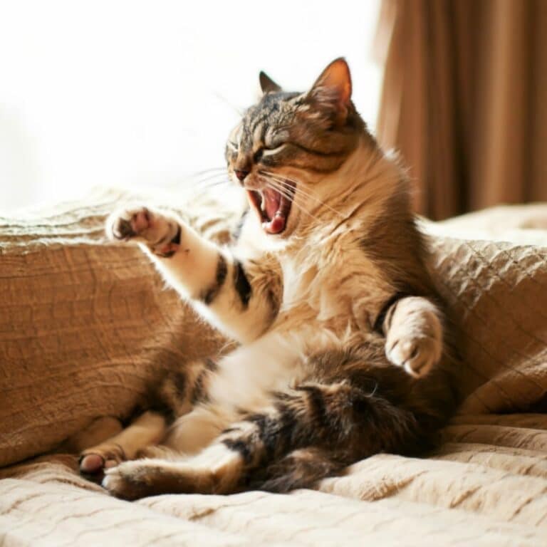 Understanding Cat Body Language: A Guide to Deciphering Your Feline's ...